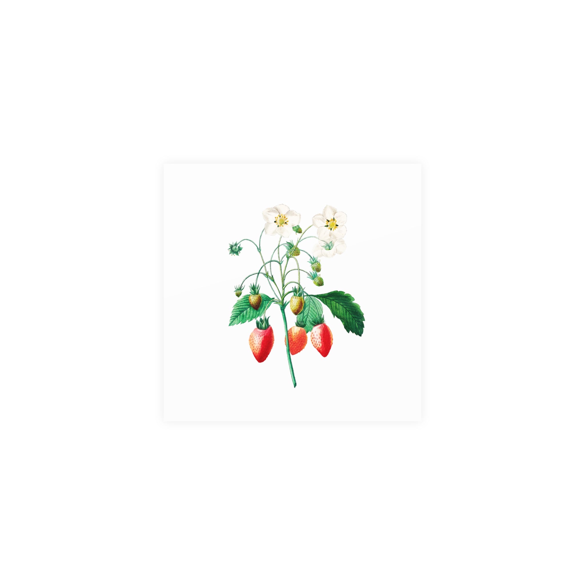 Strawberries – Aurora's Chamber
